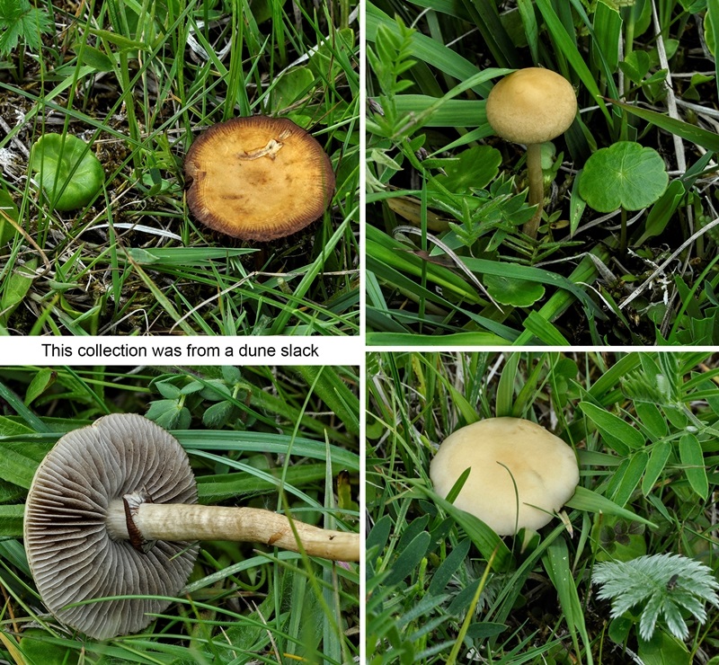 Agrocybe praecox Fungus Species