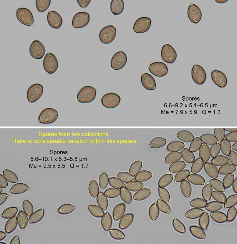 Agrocybe praecox Fungus Species