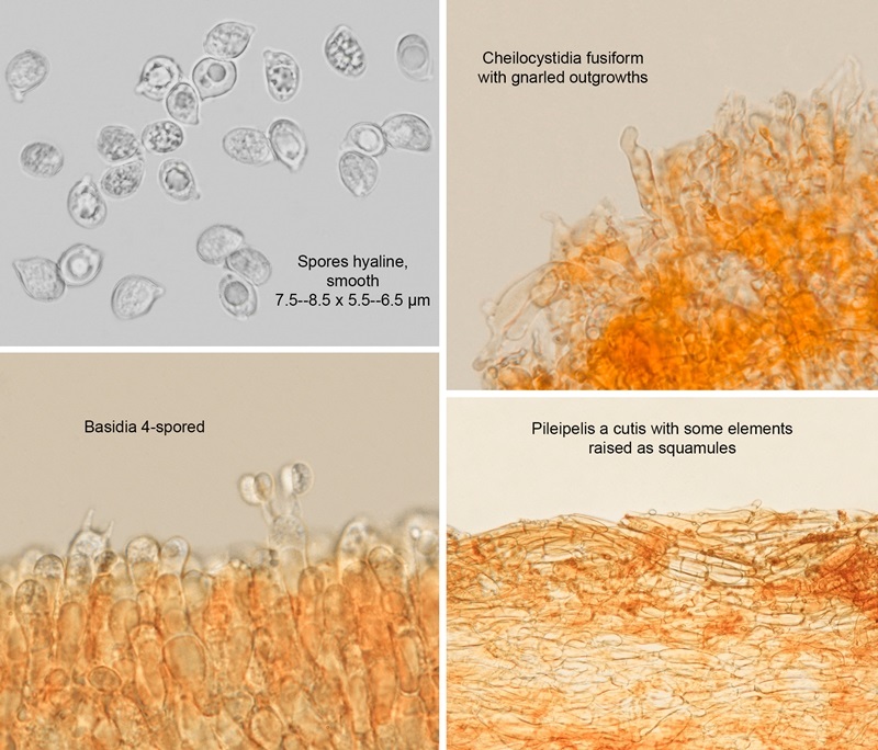 Armillaria mellea Fungus Species