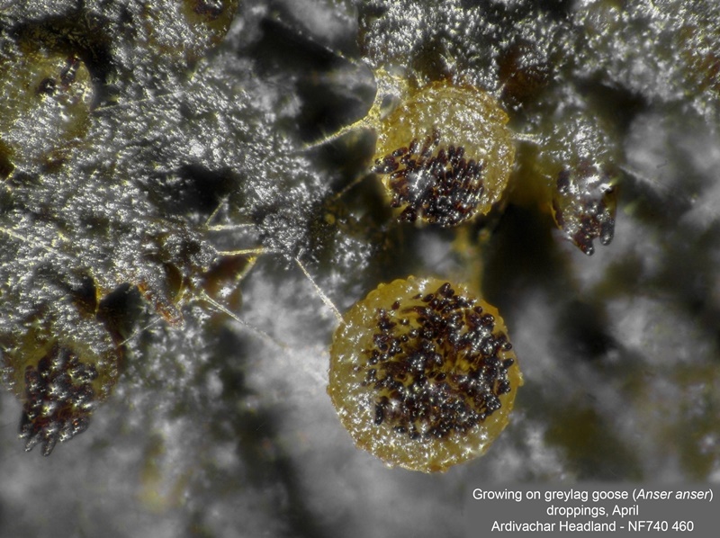 Ascobolus michaudii Fungus Species