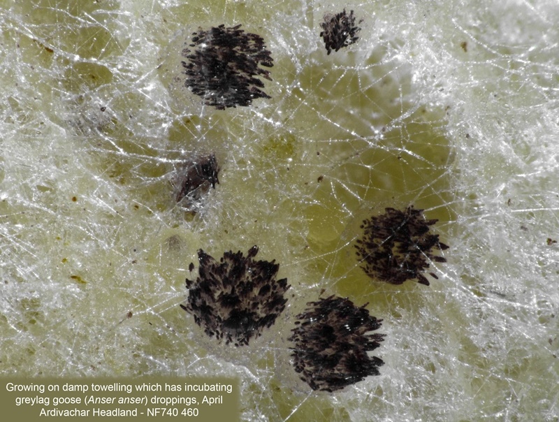 Ascobolus michaudii Fungus Species
