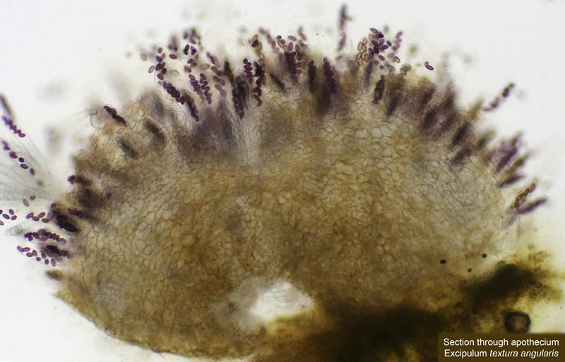 Ascobolus michaudii Fungus Species