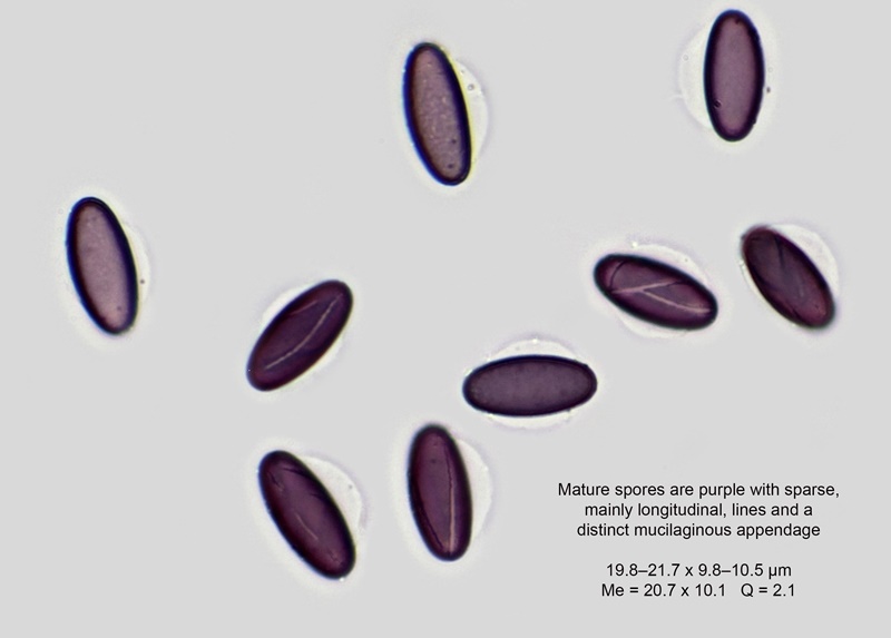 Ascobolus michaudii Fungus Species