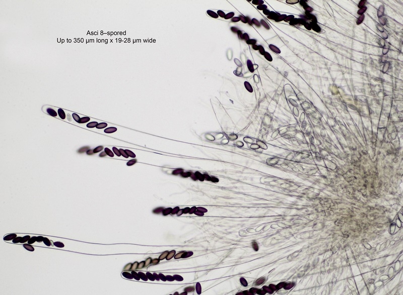Ascobolus michaudii Fungus Species