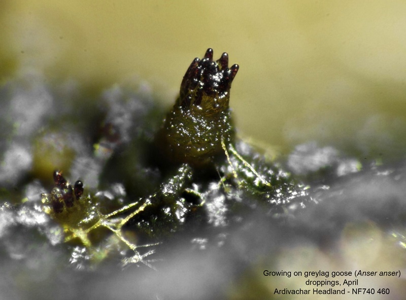 Ascobolus stictoideus Fungus Species