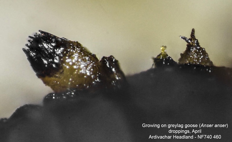 Ascobolus stictoideus Fungus Species