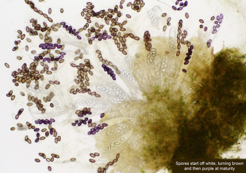 Ascobolus stictoideus Fungus Species