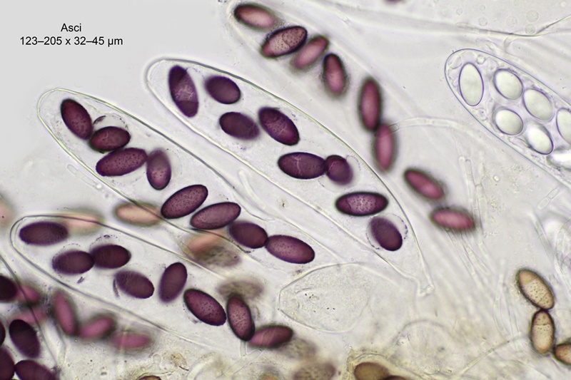 Ascobolus stictoideus Fungus Species