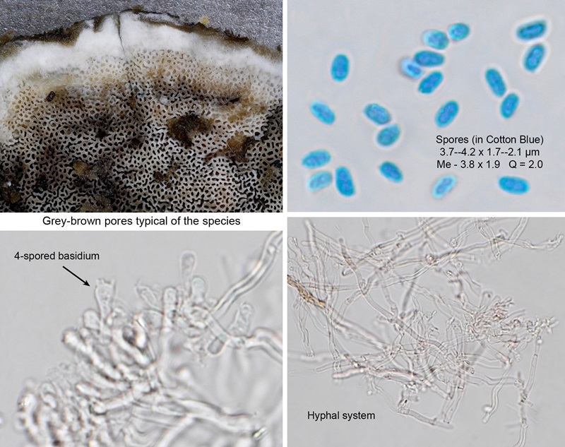 Bjerkandera adusta Fungus Species