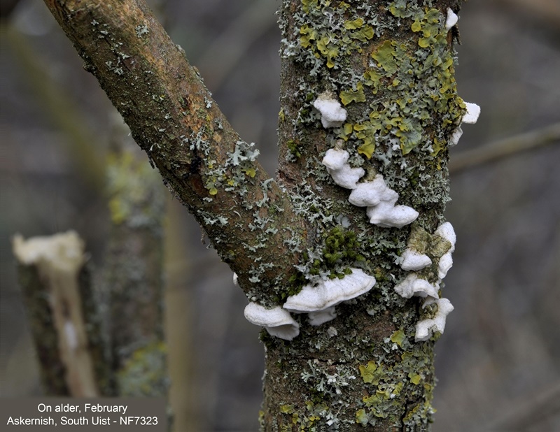 Byssomerulius corium Fungus Species