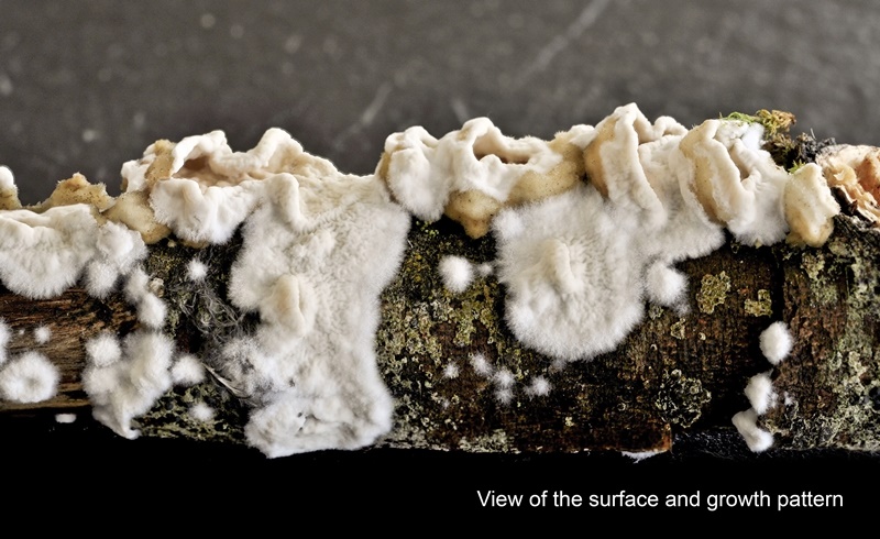 Byssomerulius corium Fungus Species