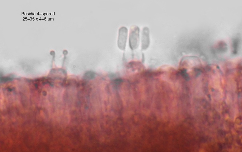 Byssomerulius corium Fungus Species