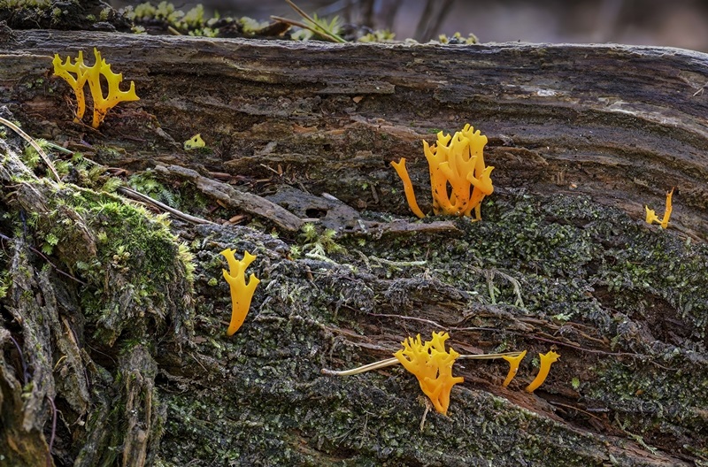 Calocera viscosa Fungus Species