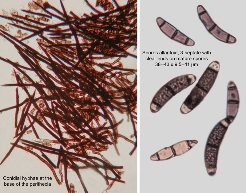 Chaetosphaerella phaeostroma Fungus Species