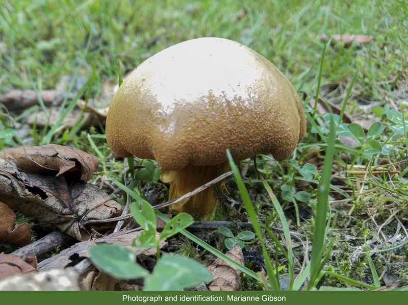 Chalciporus piperatus Fungus Species