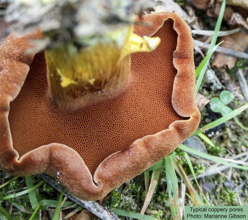 Chalciporus piperatus Fungus Species