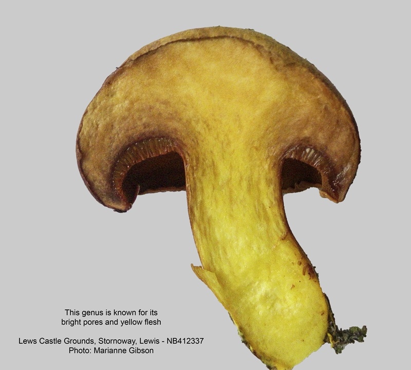 Chalciporus piperatus Fungus Species