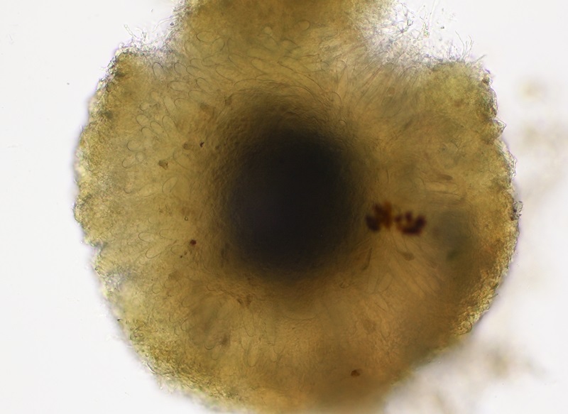 Claussenomyces sp. Fungus Species