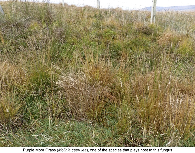 Claviceps purpurea var. purpurea Fungus Species