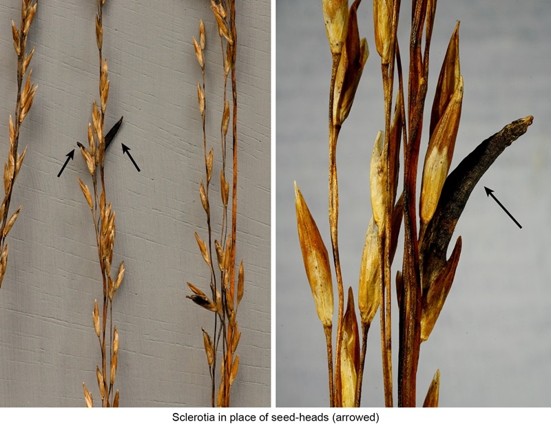 Claviceps purpurea var. purpurea Fungus Species