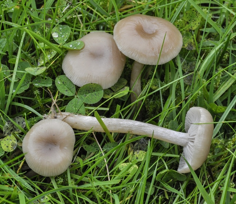 Clitocybe fragrans Fungus Species