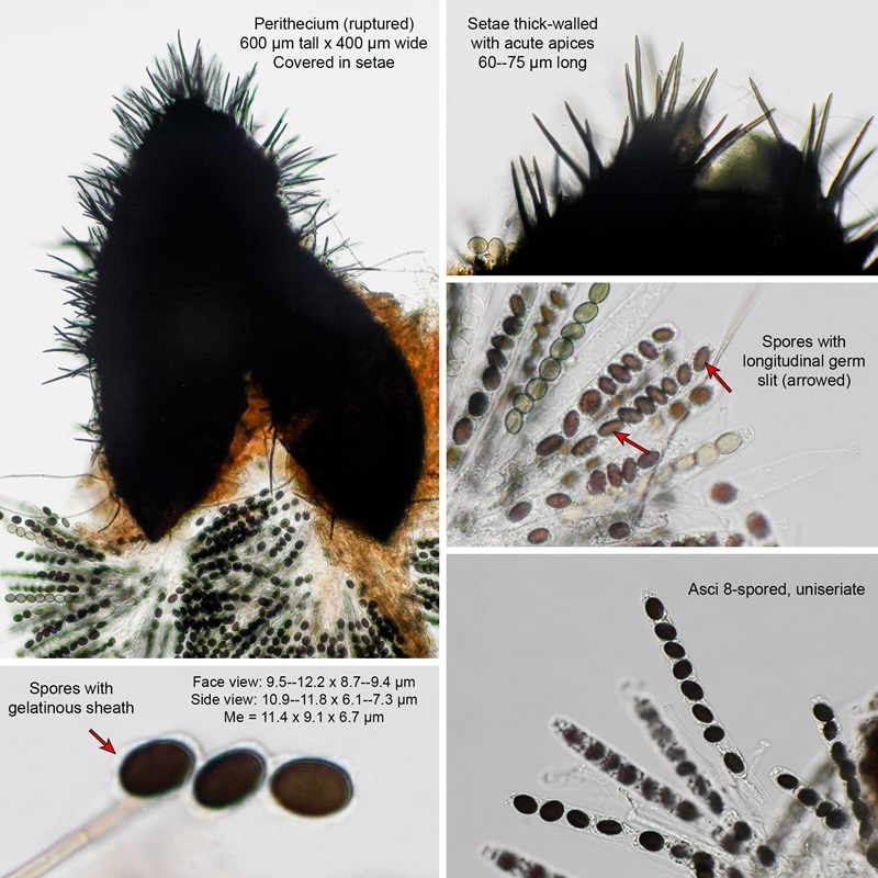 Coniochaeta vagans Fungus Species