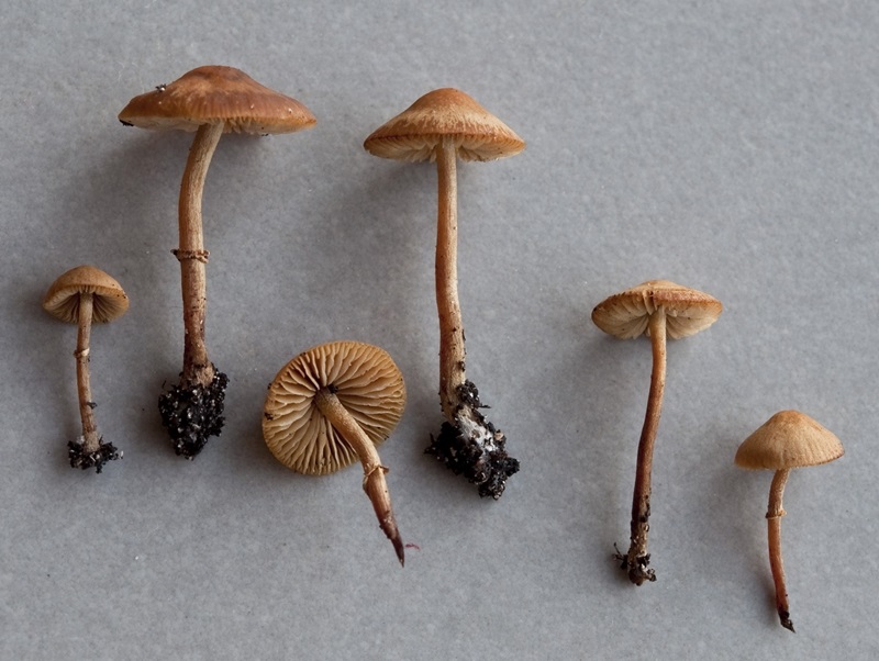 Conocybe filaris Fungus Species