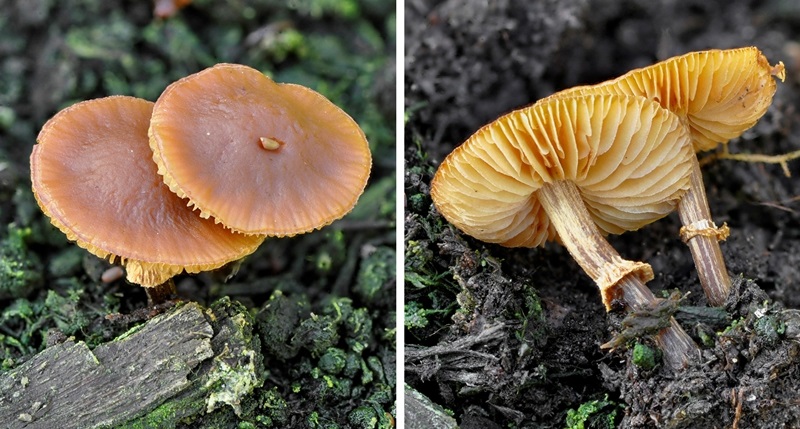 Conocybe filaris Fungus Species