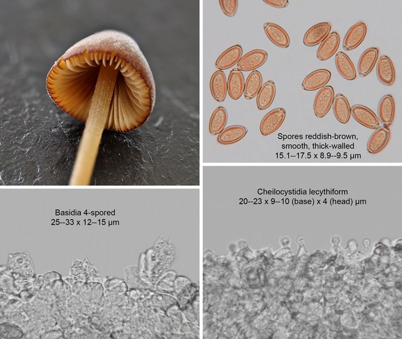 Conocybe pubescens Fungus Species