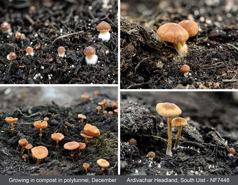 Conocybe rugosa Fungus Species