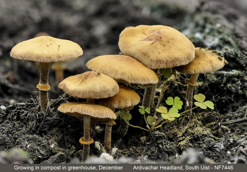 Conocybe rugosa Fungus Species