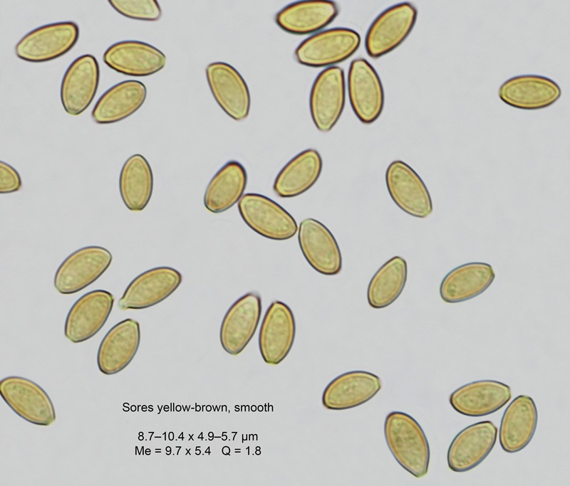 Conocybe rugosa Fungus Species