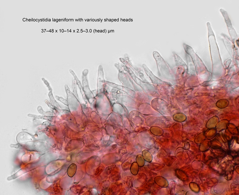 Conocybe rugosa Fungus Species
