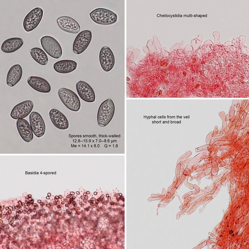 Coprinus comatus Fungus Species