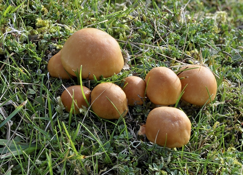 Cuphophyllus pratensis var. pratensis Fungus Species