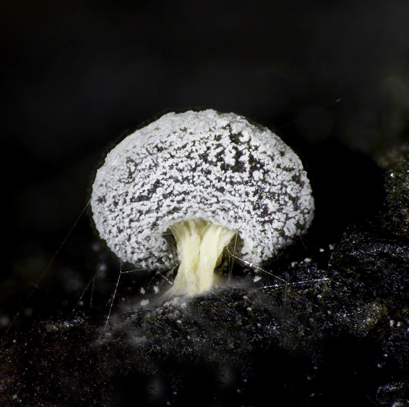 Didymiums on a Branch : r/Slimemolds