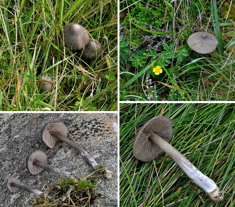Entoloma jubatum Fungus Species