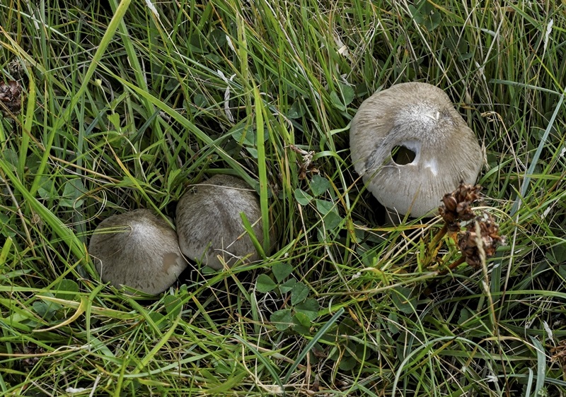 Entoloma sepium Fungus Species