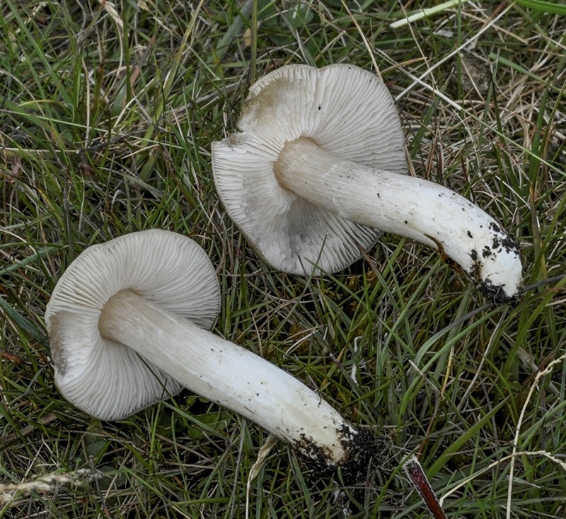 Entoloma sepium Fungus Species