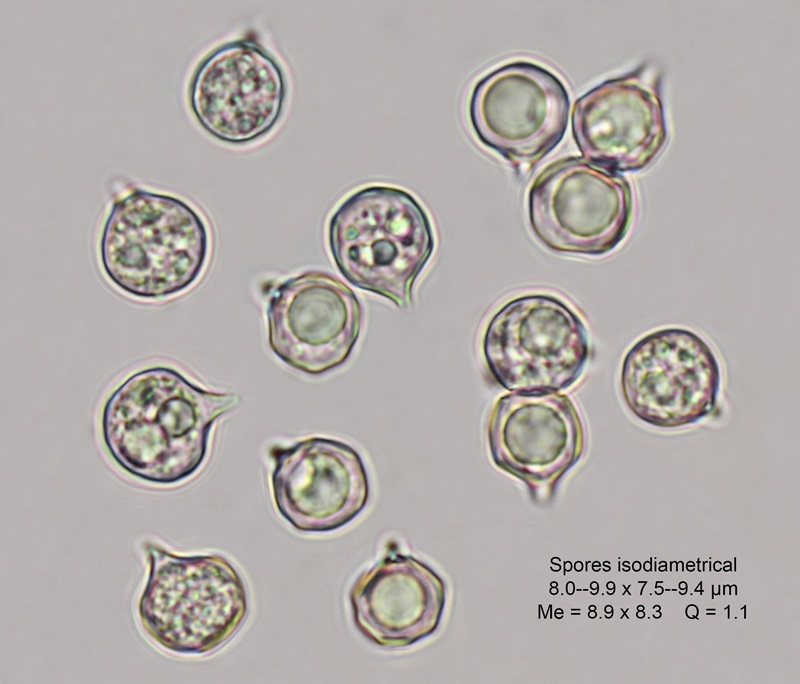 Entoloma sepium Fungus Species