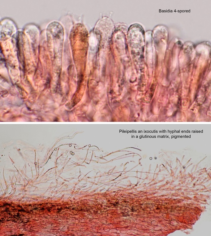 Entoloma sepium Fungus Species