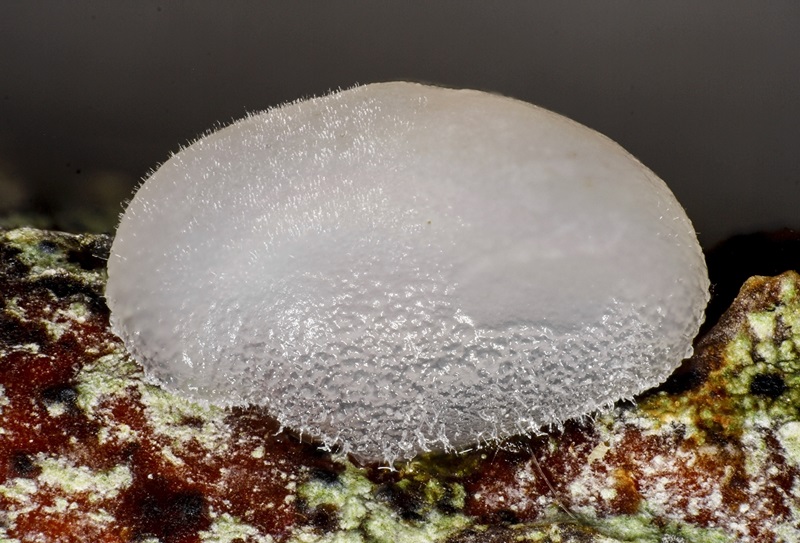 Exidia thuretiana - Alchetron, The Free Social Encyclopedia