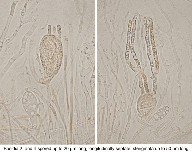 Exidia thuretiana Fungus Species