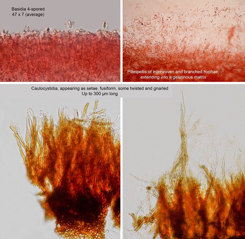 Flammulina elastica Fungus Species