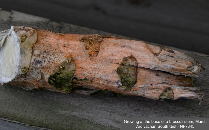 Fusarium culmorum Fungus Species