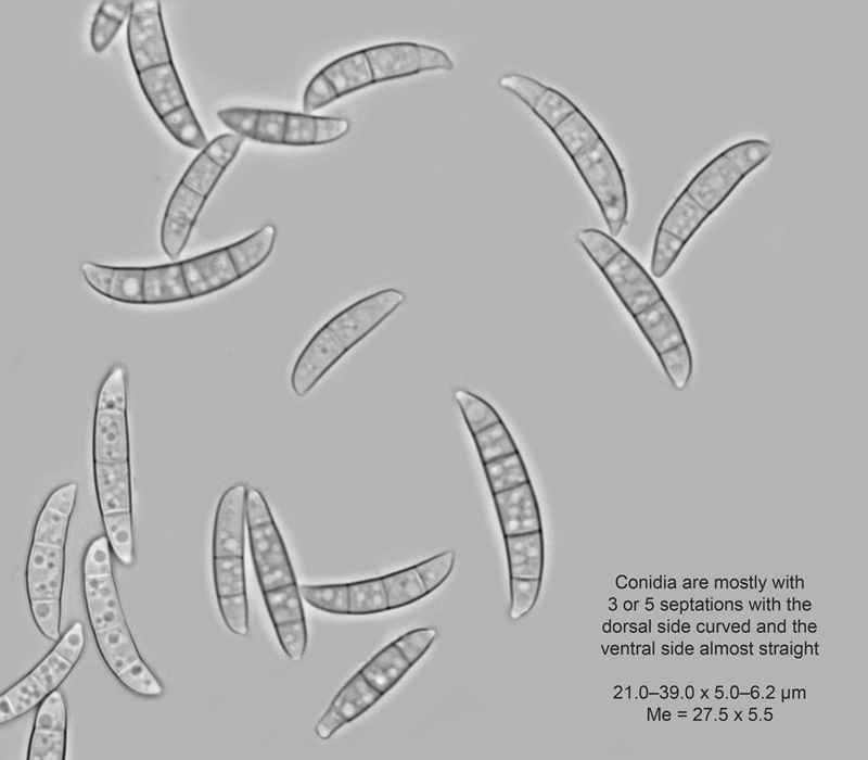 Fusarium culmorum Fungus Species