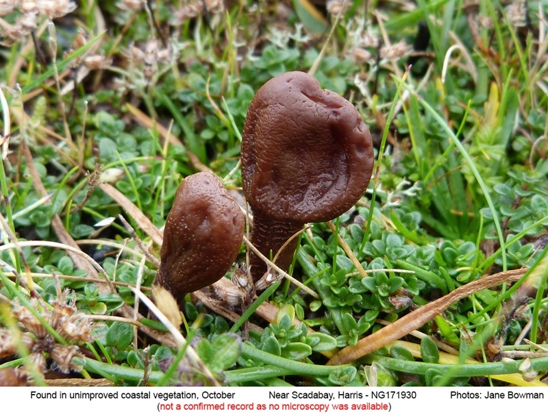Geoglossum fallax Fungus Species