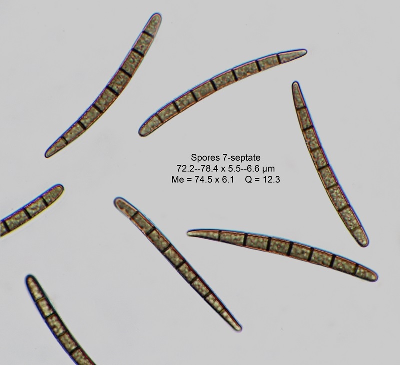 Geoglossum umbratile Fungus Species