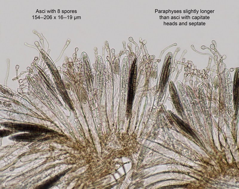 Geoglossum umbratile Fungus Species