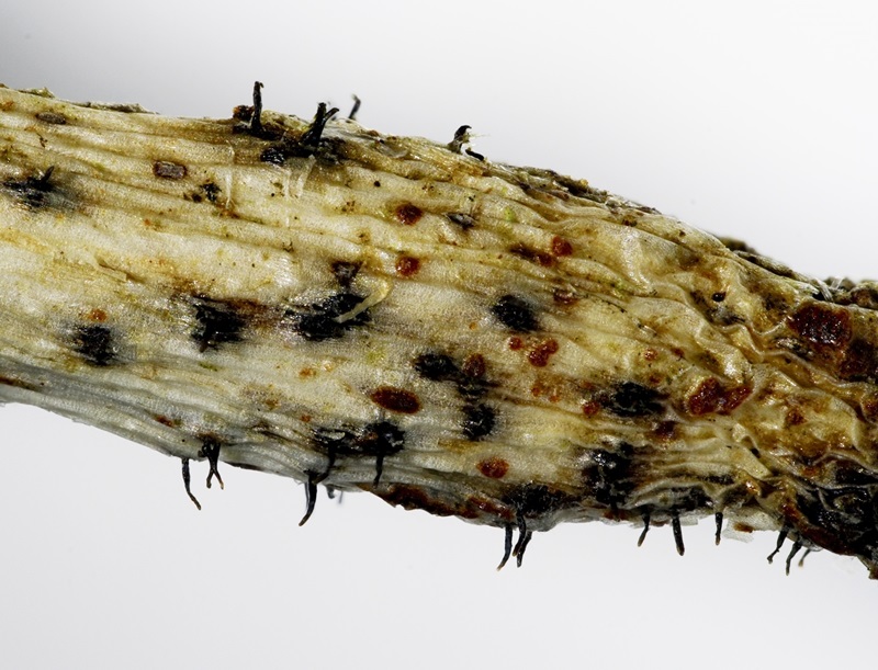 Gnomonia cerastis Fungus Species